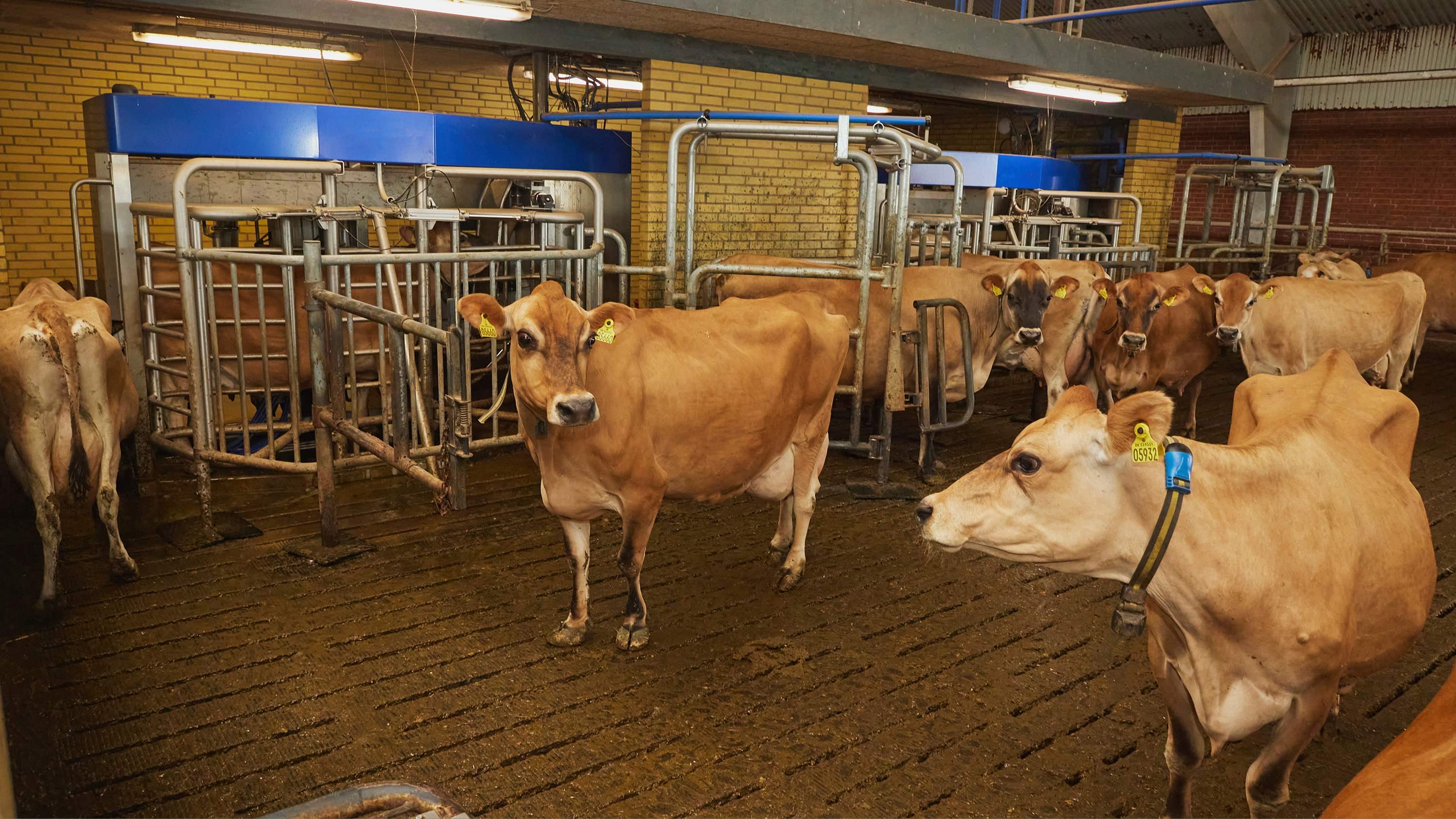 Air Compressor for Milking Robot - ABAC Air Compressors USA